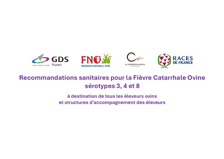 FCO : Recommandations professionnelles ovines | La Coopération Agricole